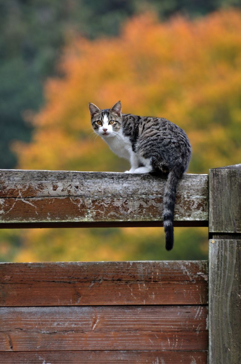 我輩もモデルなり | GANREF