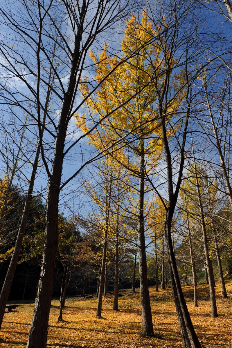 冬の気配 | GANREF