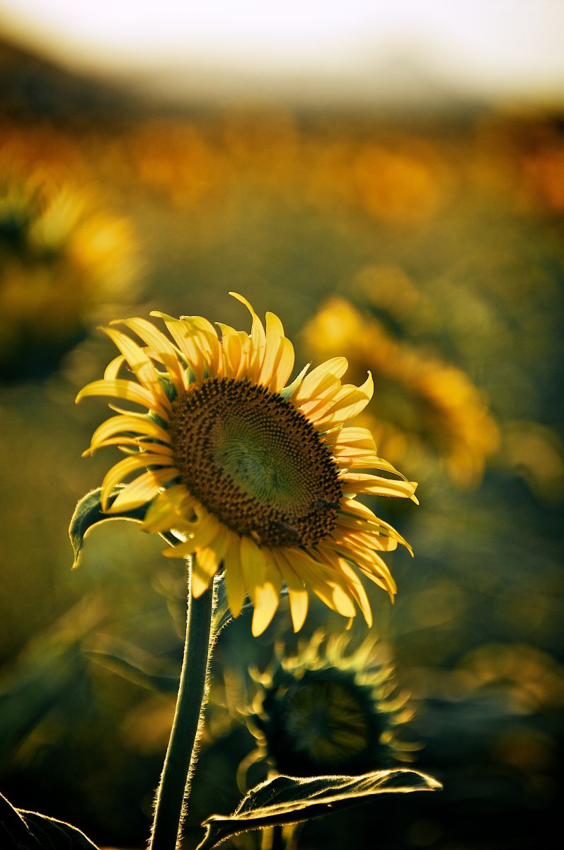 ヒマワリ2010 | GANREF