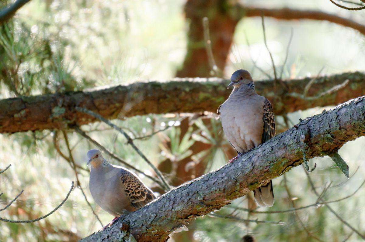 逞しい男と美しい女 | GANREF