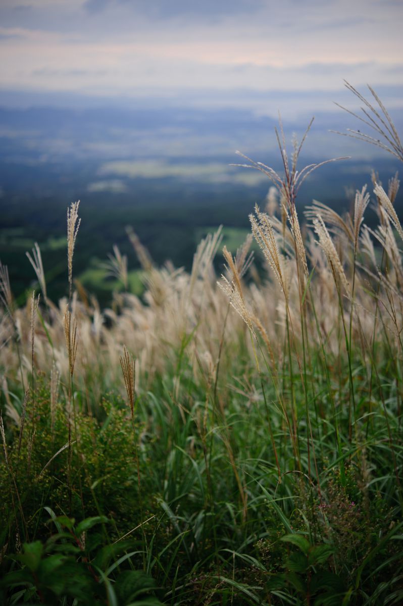 秋見つけた | GANREF