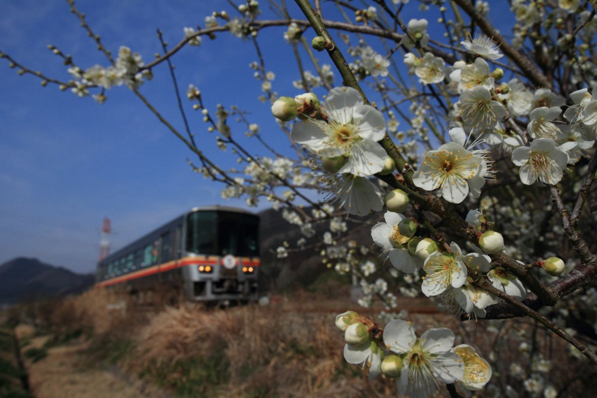 風香る季節 | GANREF