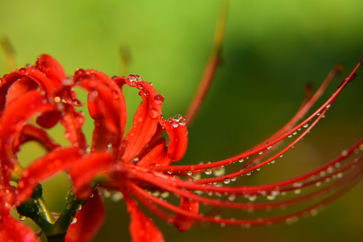 曼珠沙華の涙 | GANREF