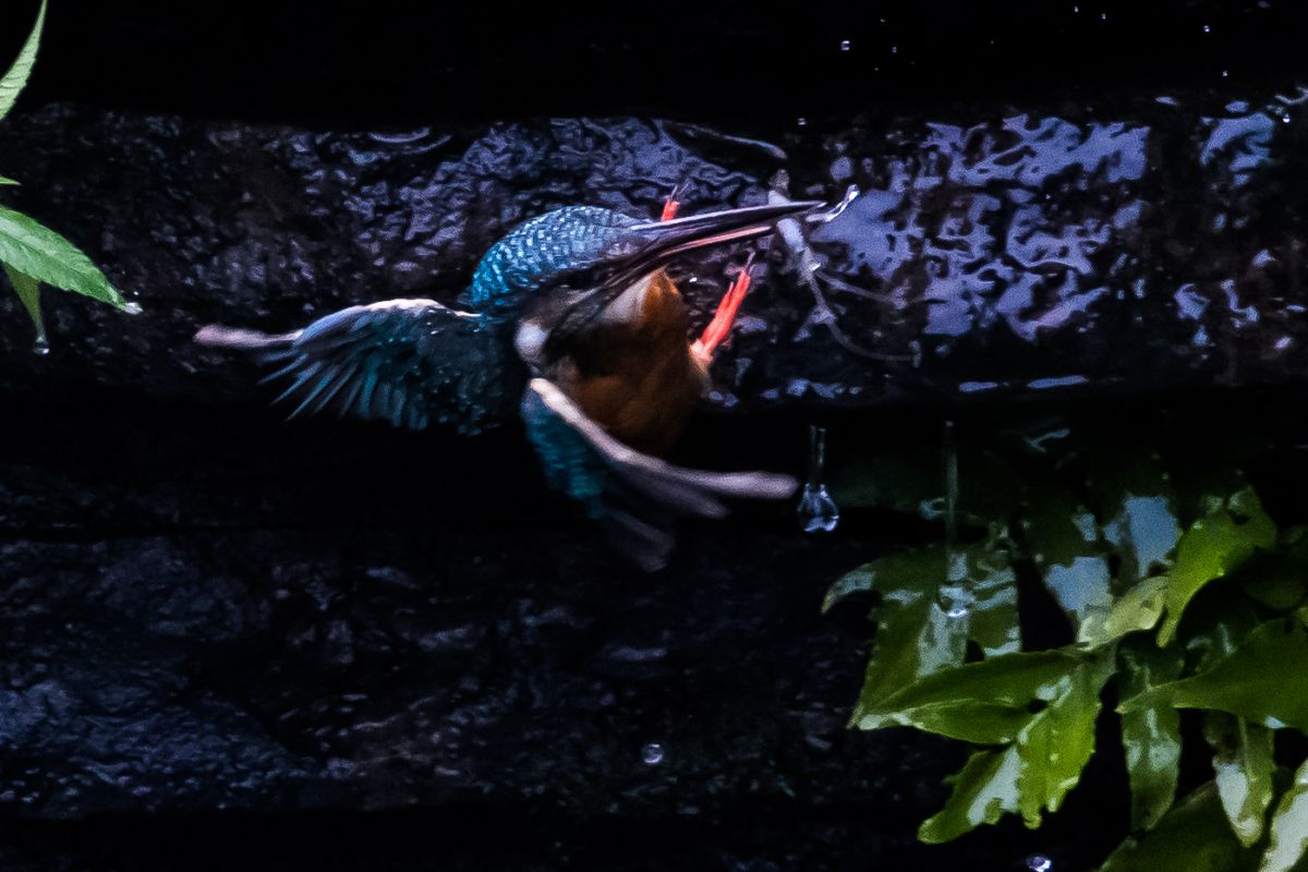 Catch ＆ Kick | GANREF