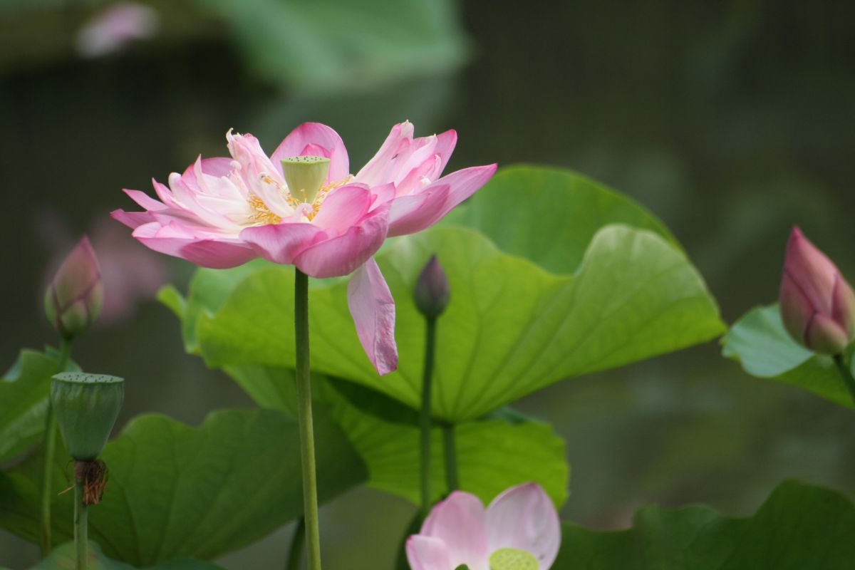 IMG_7464.JPG | GANREF