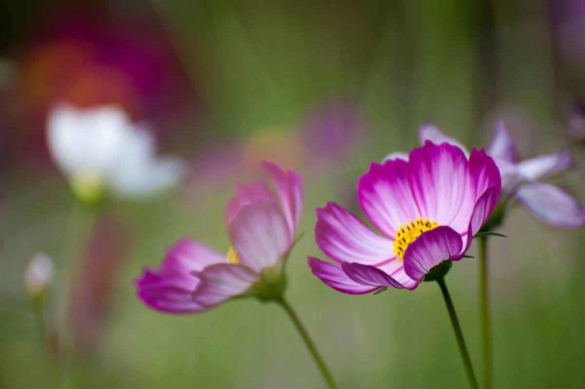 揺れる想い | GANREF