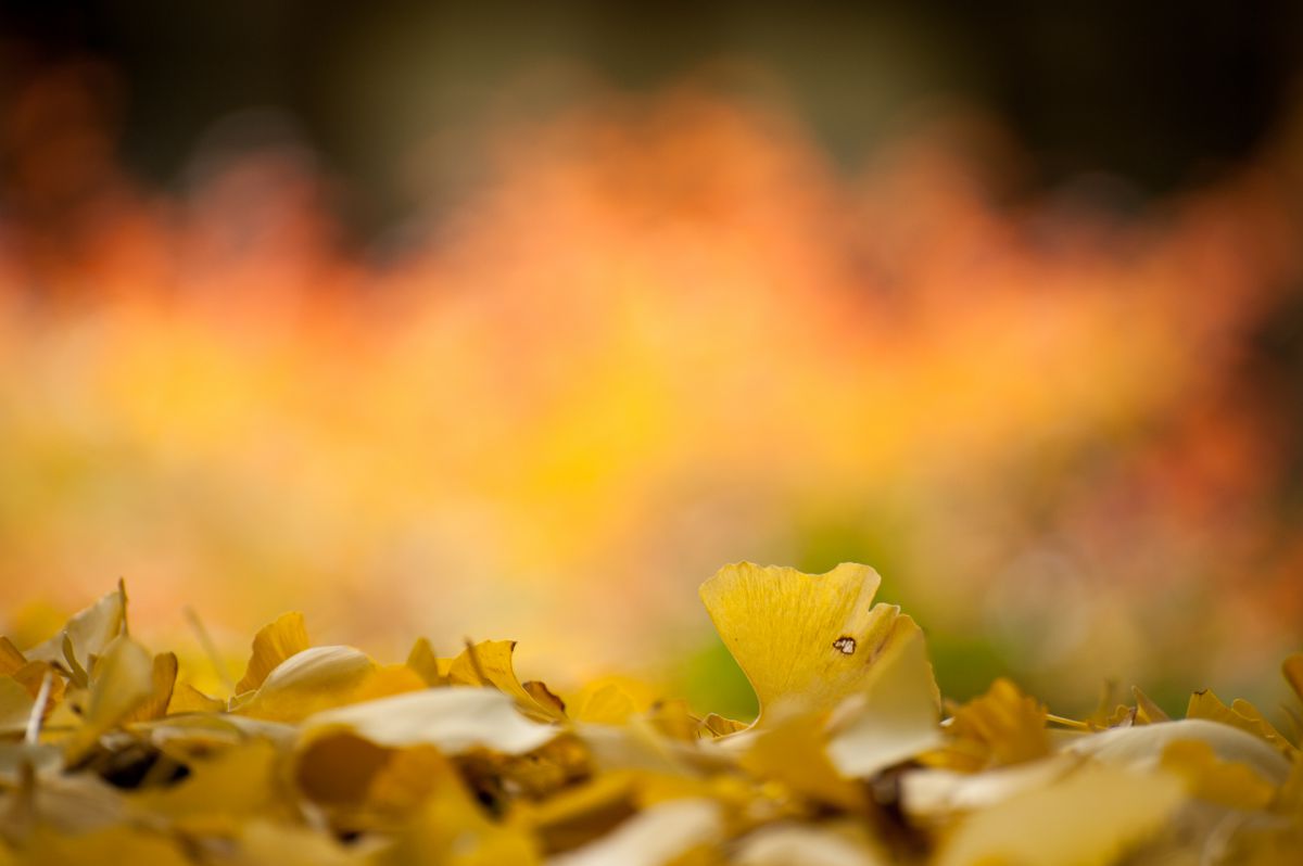 秋色競演 | GANREF