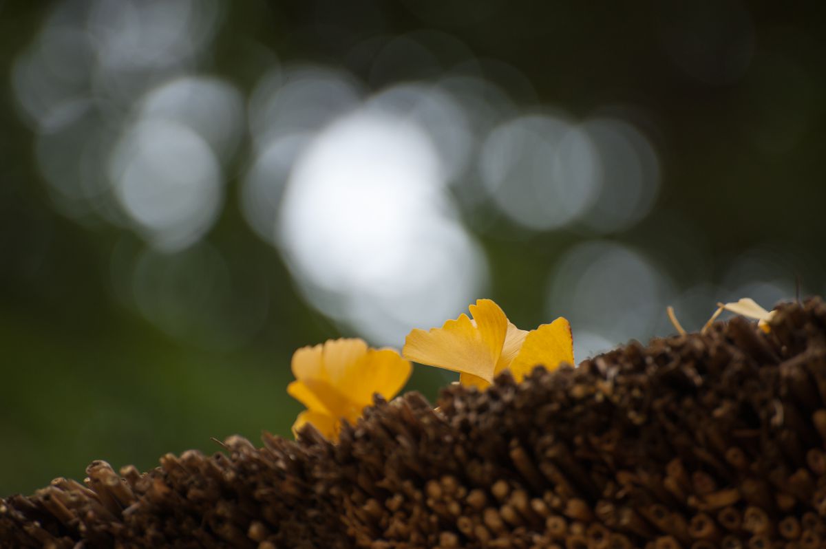 秋の日の戯れ | GANREF