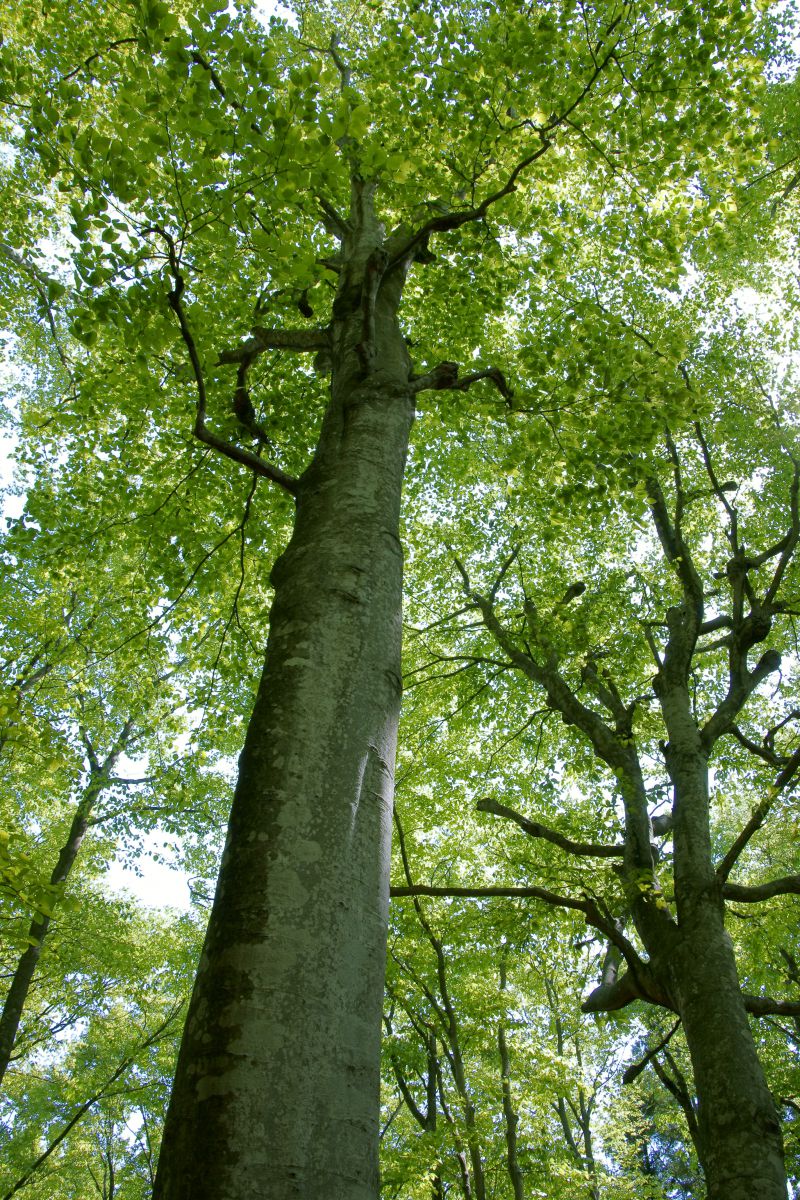 ブナの木 | GANREF