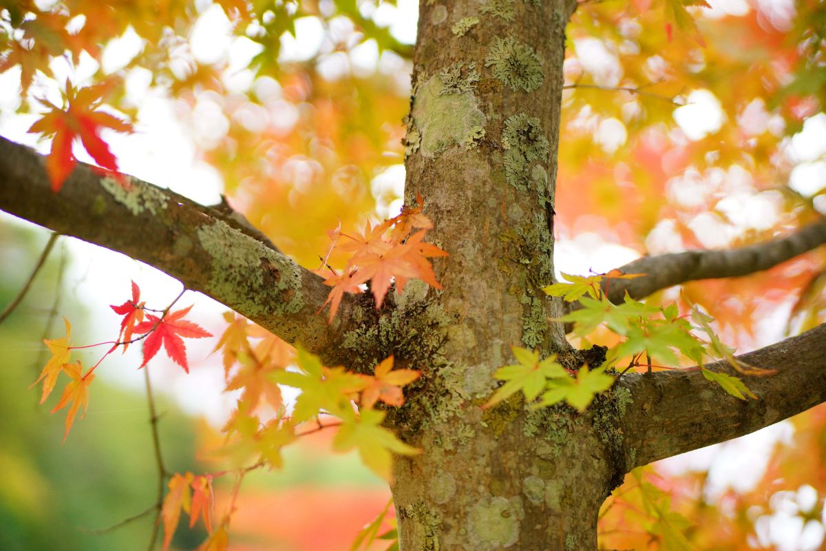 紅葉の始まり | GANREF