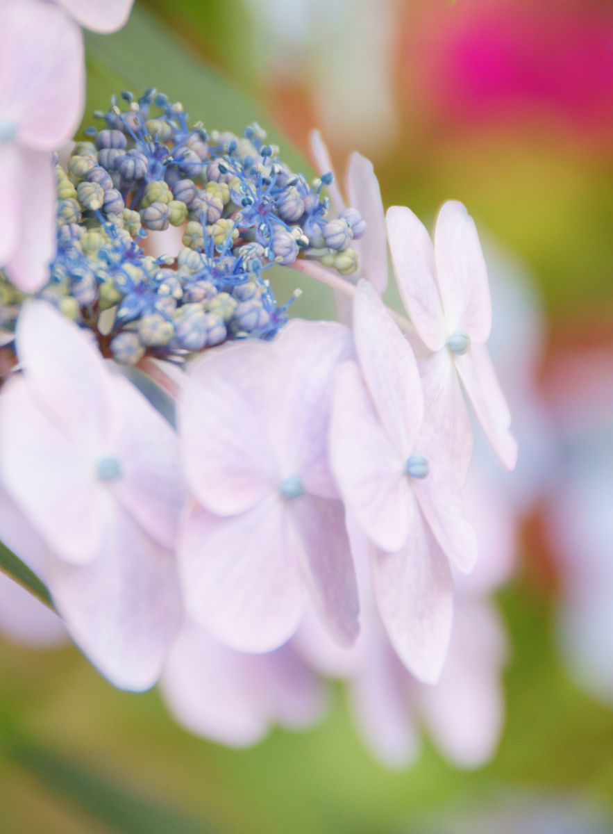 アジサイ_1.jpg | GANREF