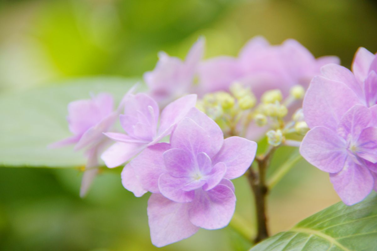 アジサイ_10.jpg | GANREF