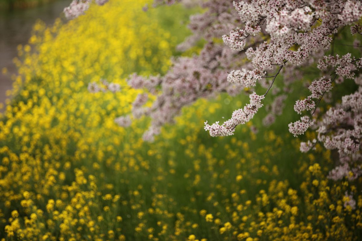 Cherry blossoms and rape | GANREF