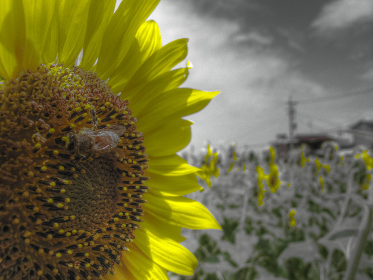 Sunflowers | GANREF