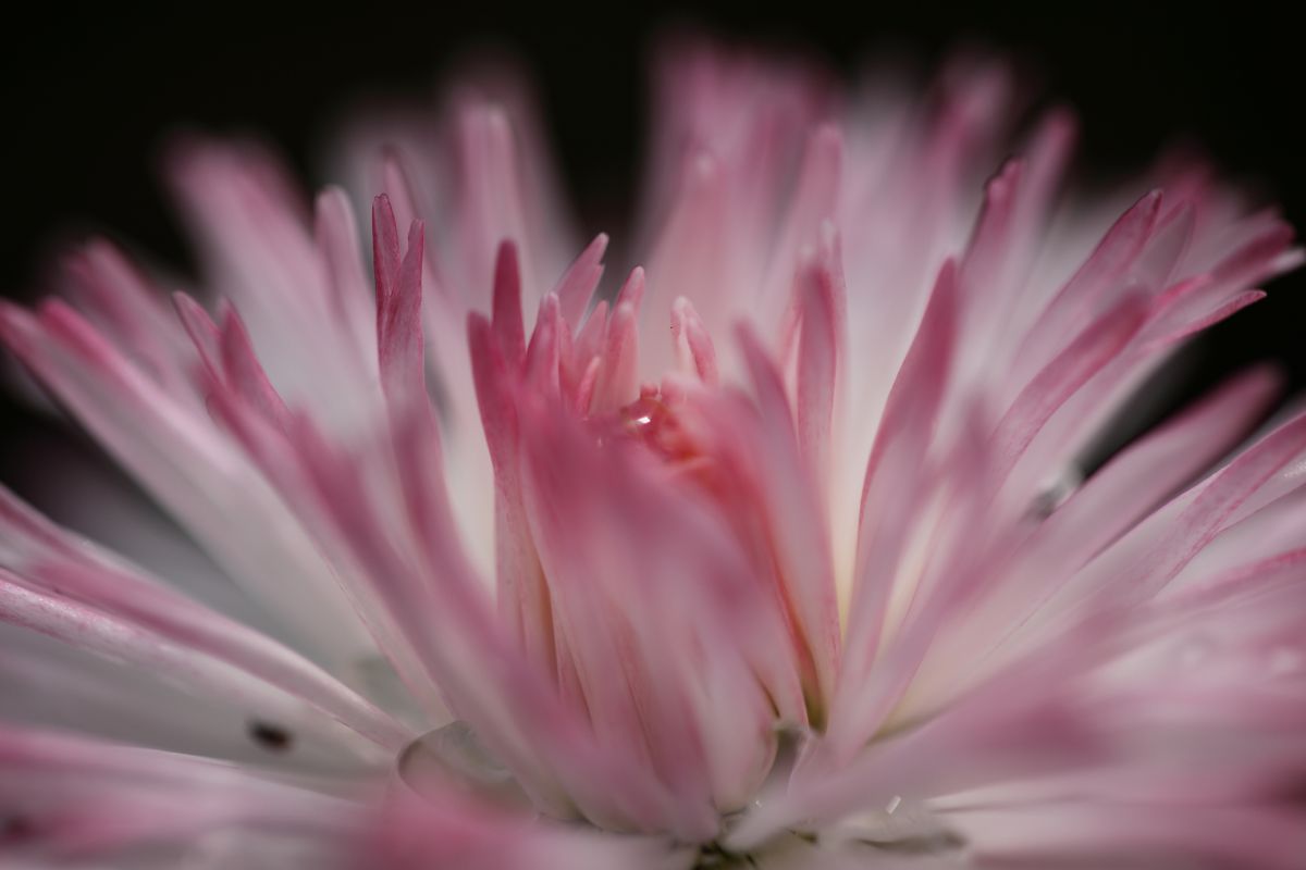 Pink Gradient | GANREF