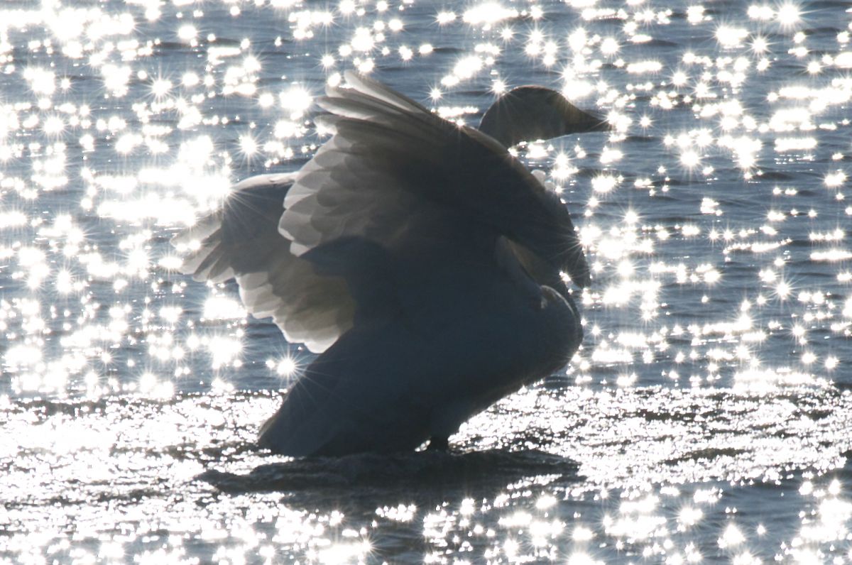 Diamond Swan | GANREF