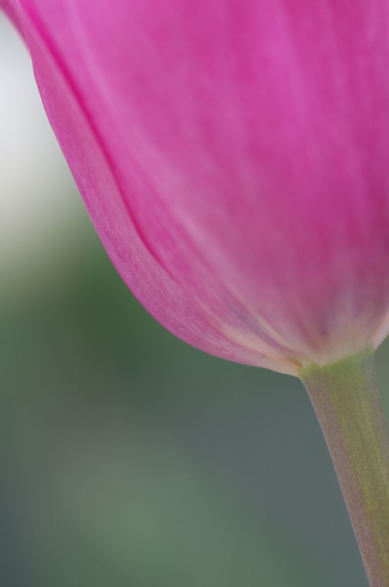 チューリップ 3 | GANREF