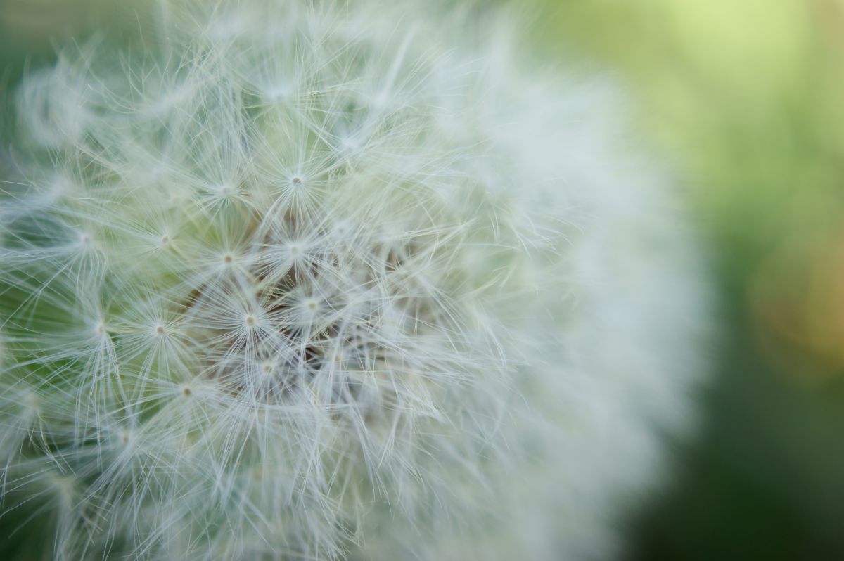 春の妖精 | GANREF