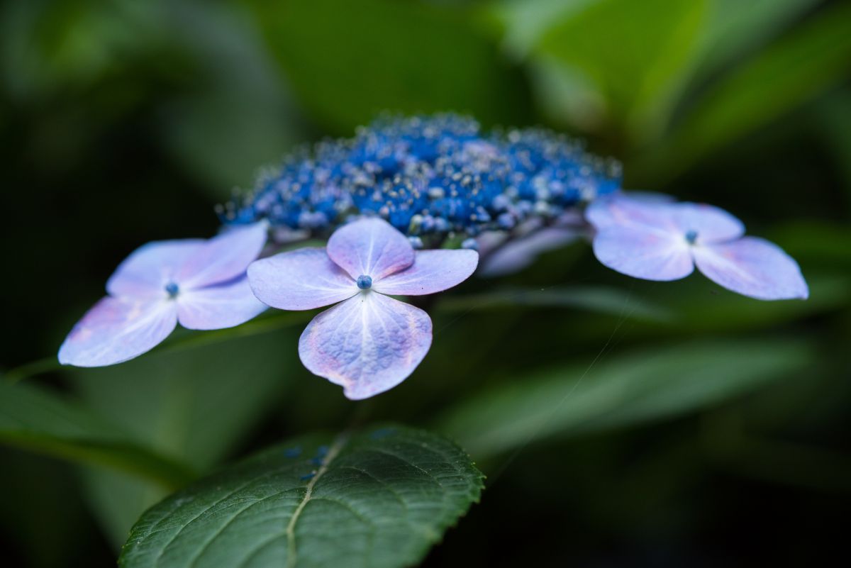 シンプル is best | GANREF