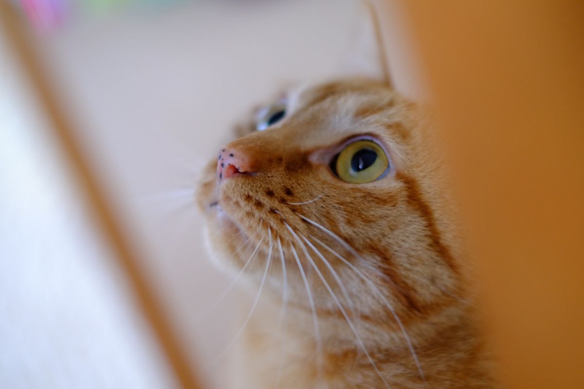 君は何を見ているの？ | GANREF