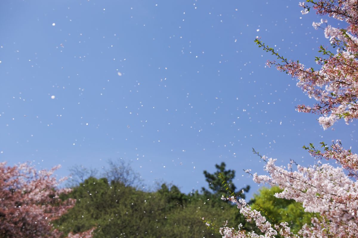 天までとどけ | GANREF