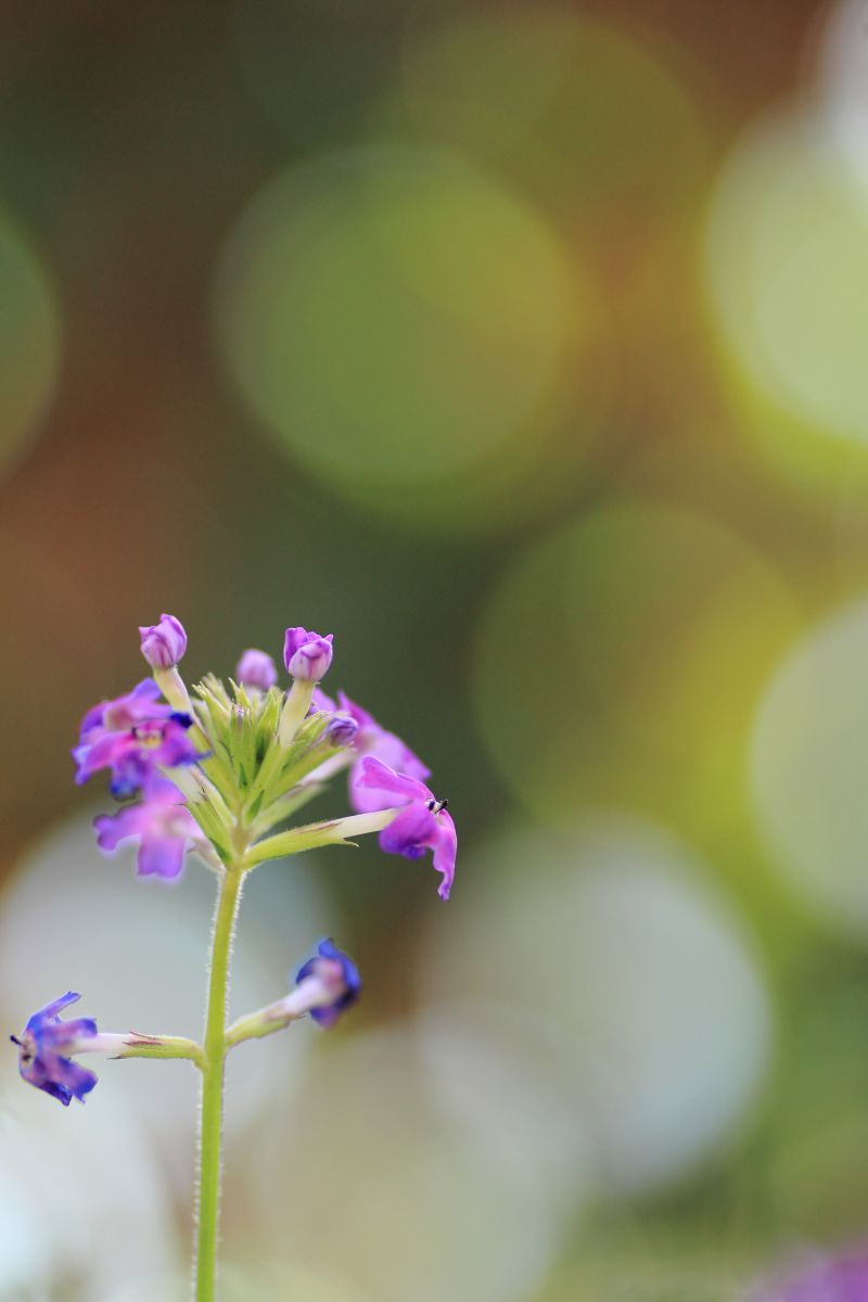 ☆ステージ☆ | GANREF