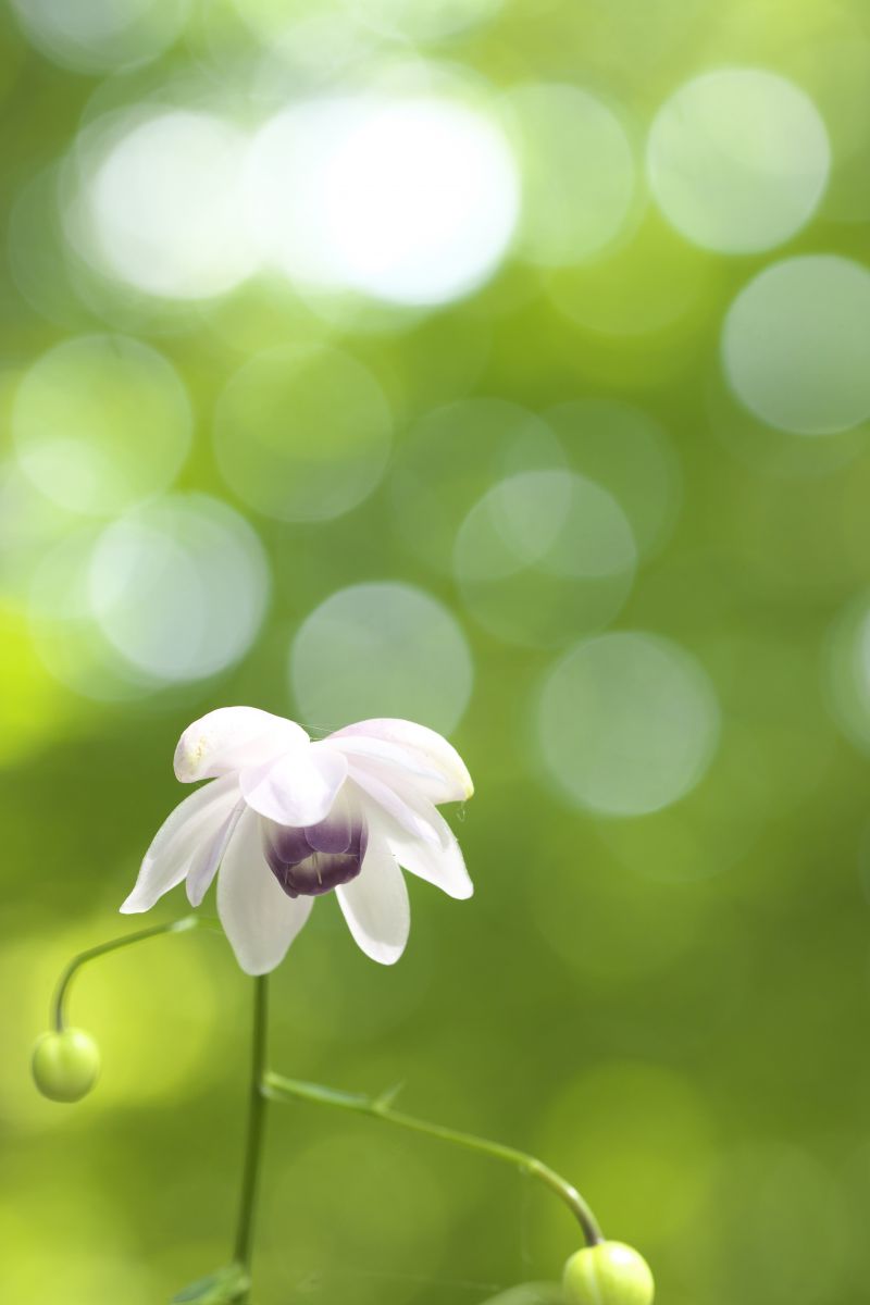 真夏の妖精 | GANREF