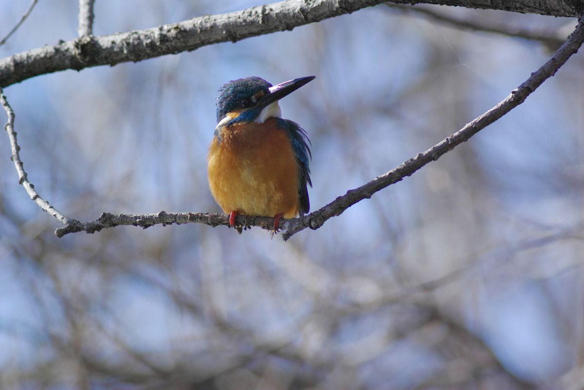 冬空と翡翠 | GANREF