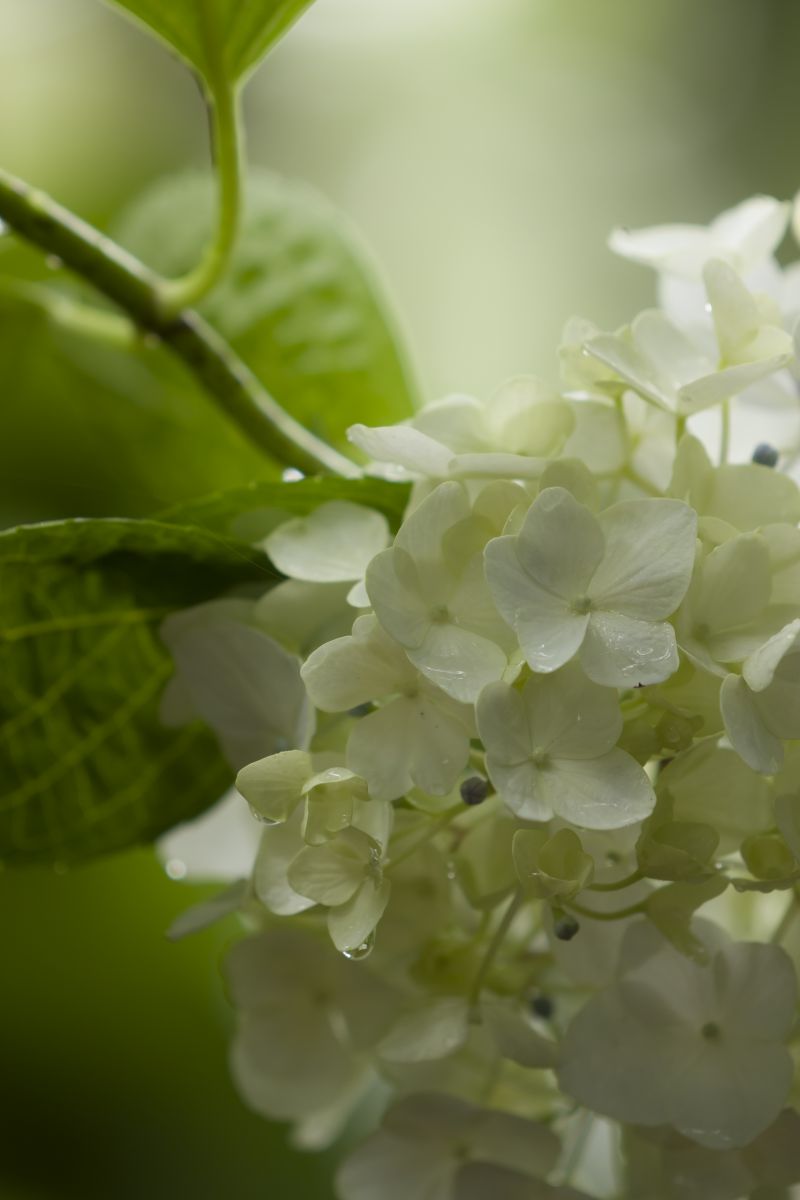 アメニ ヌレテモ♪♪ | GANREF