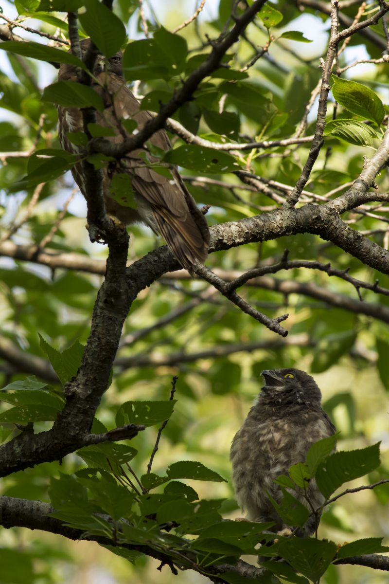 ん！な～に？ | GANREF
