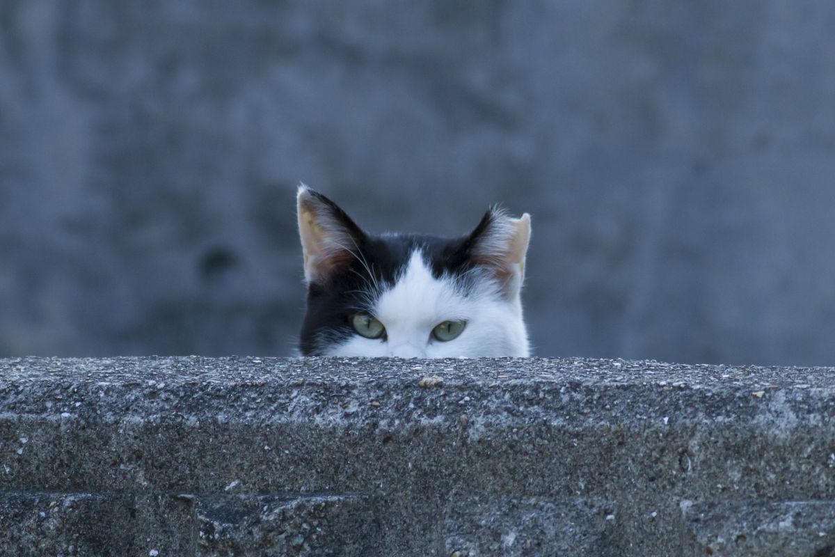 はっ！ 振り返るとにゃんと・・・ | GANREF