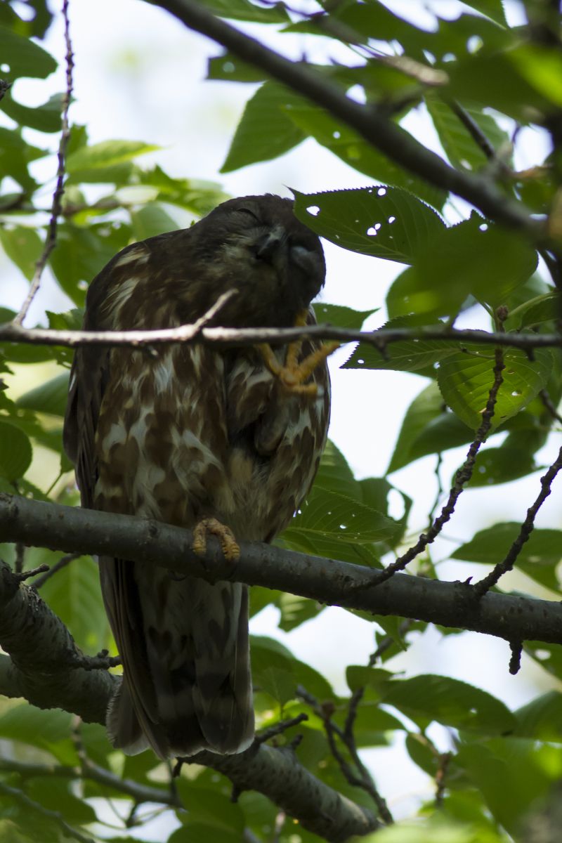 はぁ～い♪ | GANREF