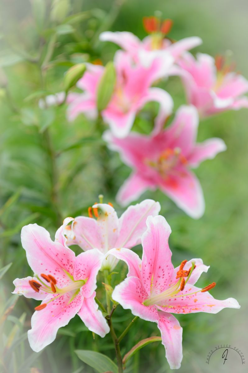 Mid-Summer Analogy | GANREF