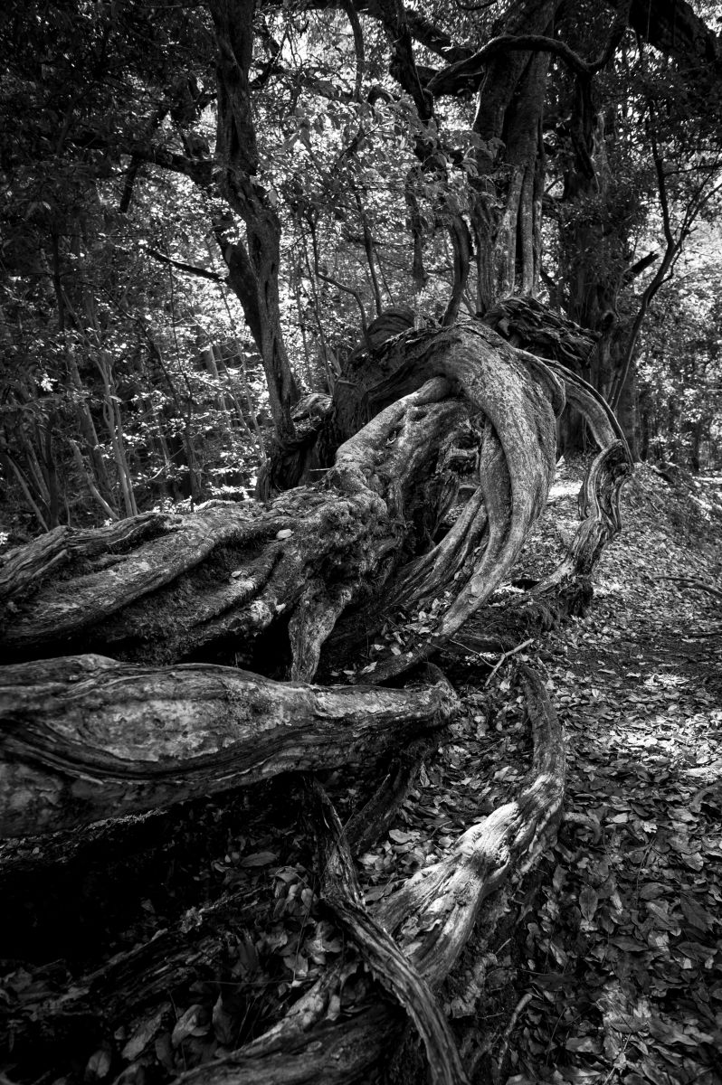 Bones of the Dragon | GANREF