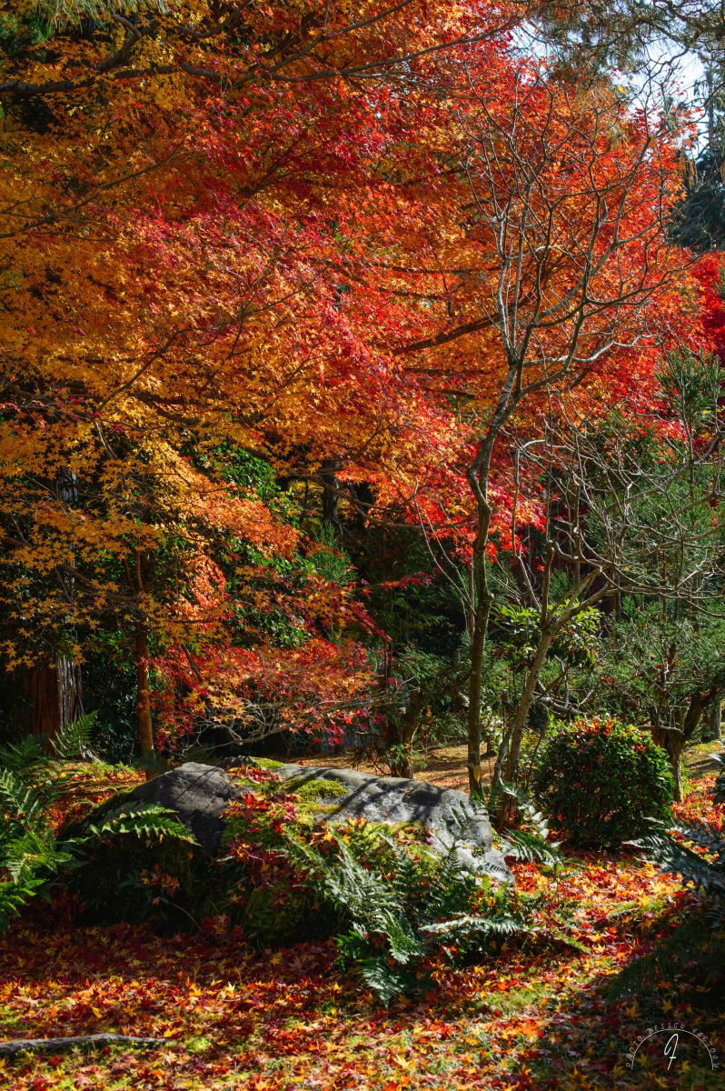 The day of a certain fall | GANREF