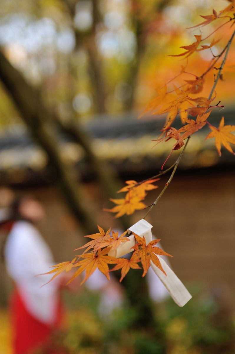 覚えていますか | GANREF