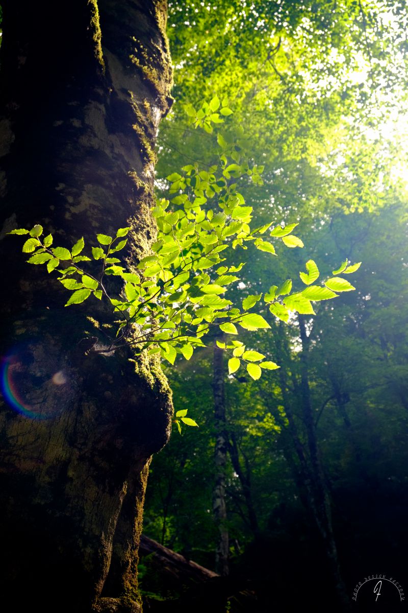 in pursuit of light | GANREF