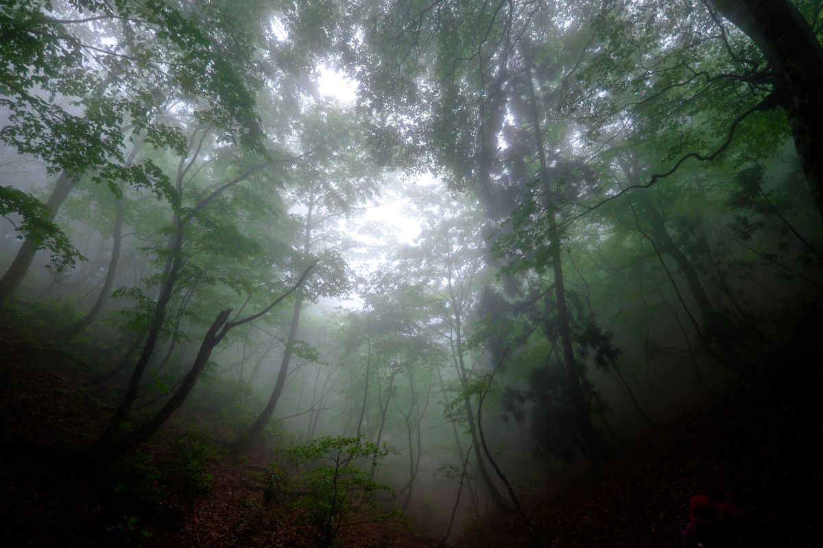 imagine shadow | GANREF