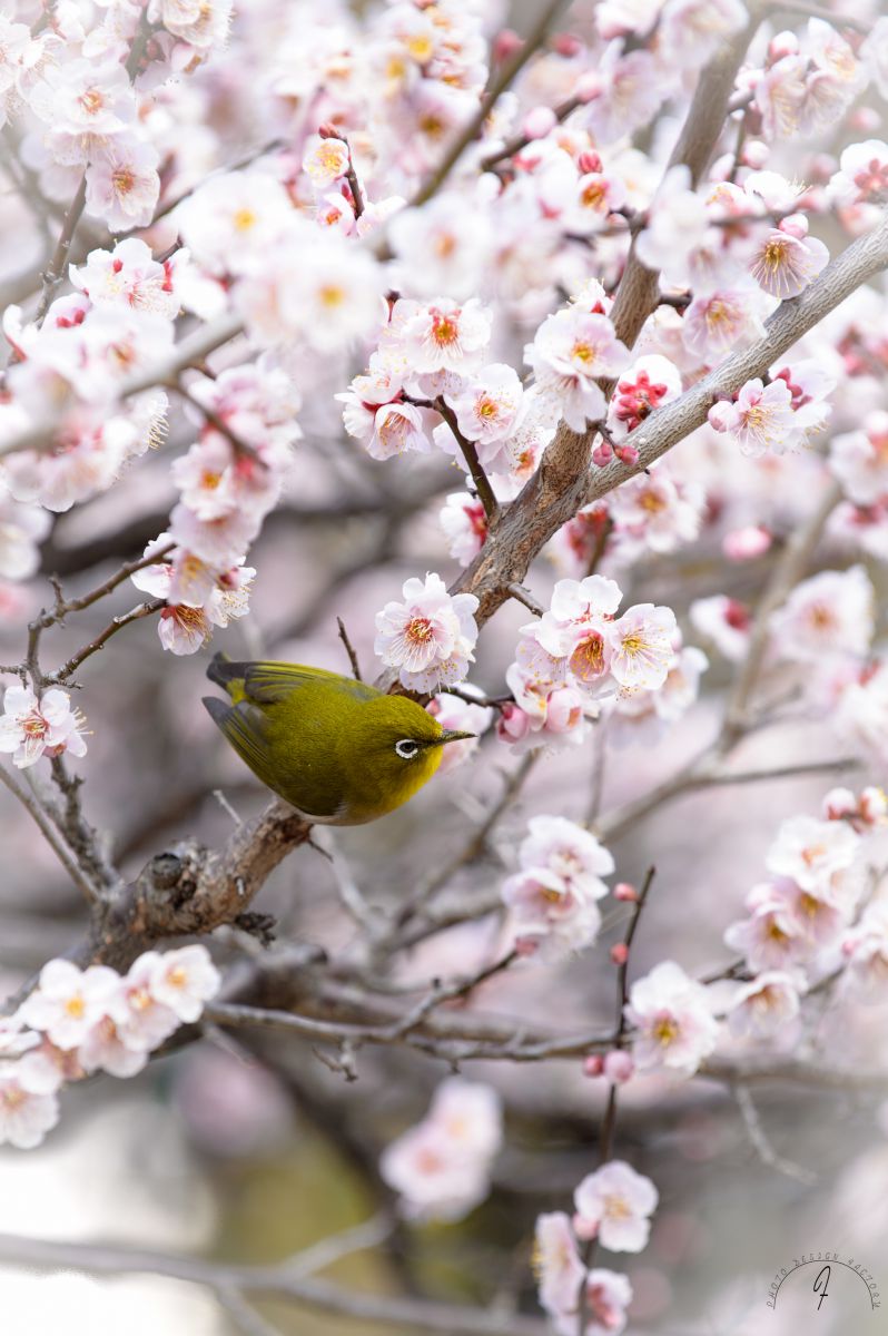 smells of spring | GANREF