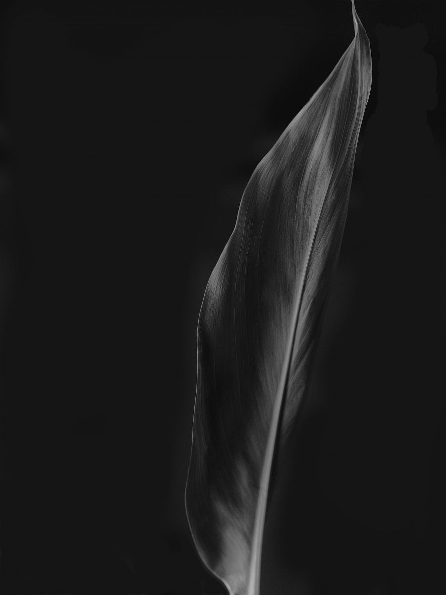 a leaf by LEAF | GANREF