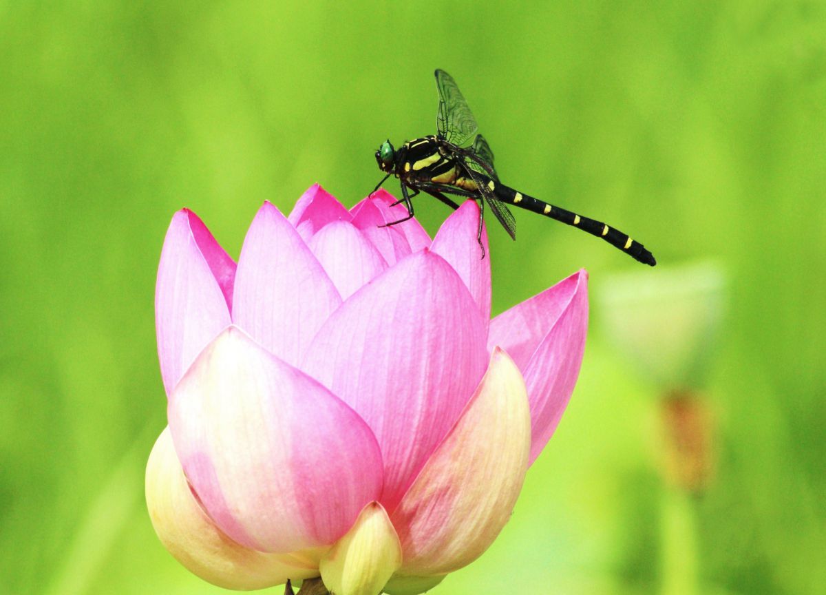 Dragon fly | GANREF