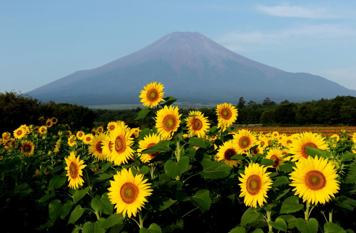 Fuji Sunflower | GANREF