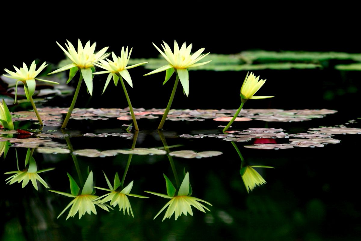 synchronized swimming | GANREF