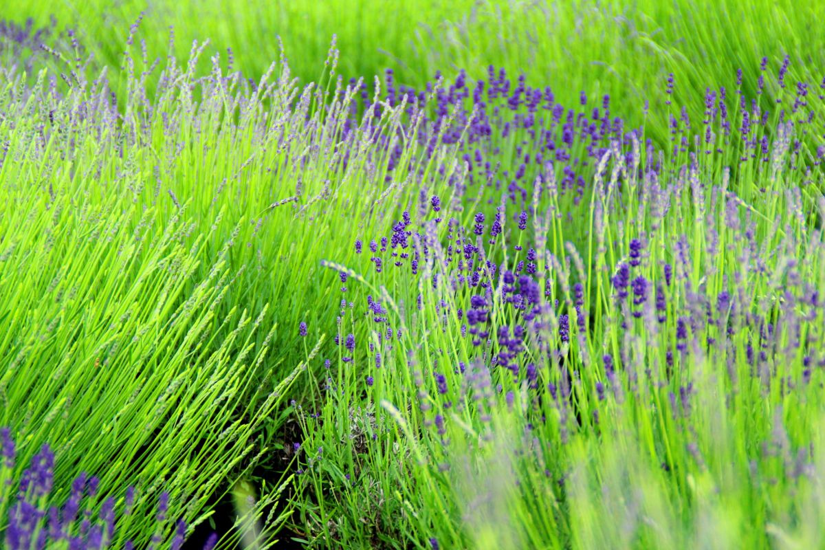 Lavender | GANREF