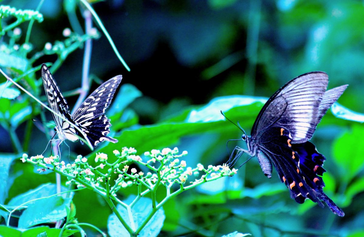 Lunch time’ two shot | GANREF