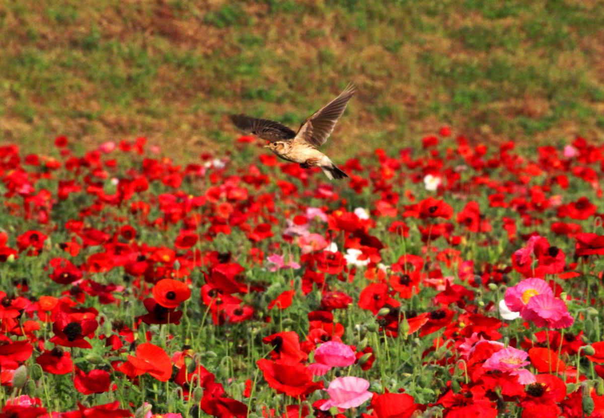 sky-lark on the poppy | GANREF
