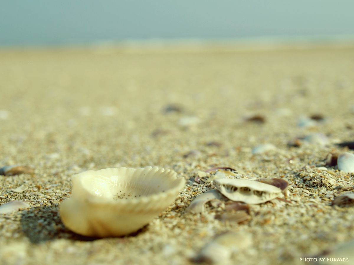 shells | GANREF
