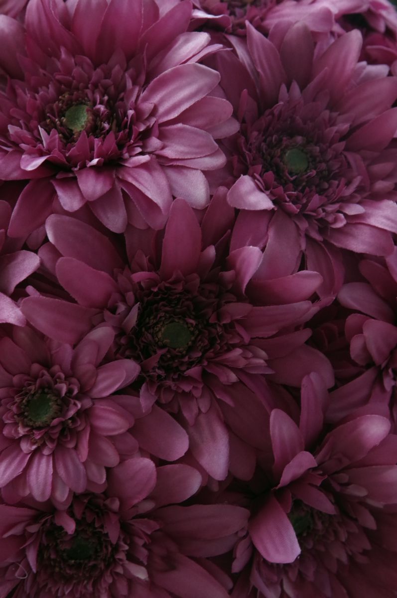 withered_flower | GANREF