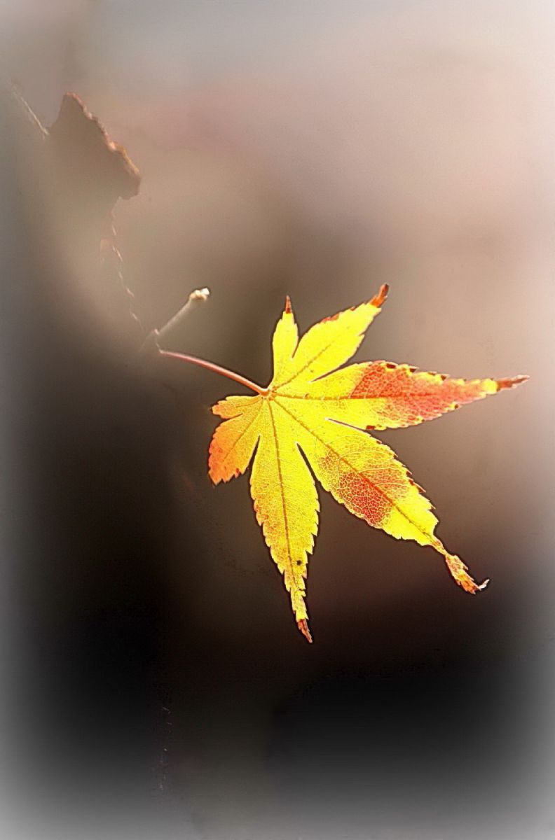 2最後の輝き (4) | GANREF