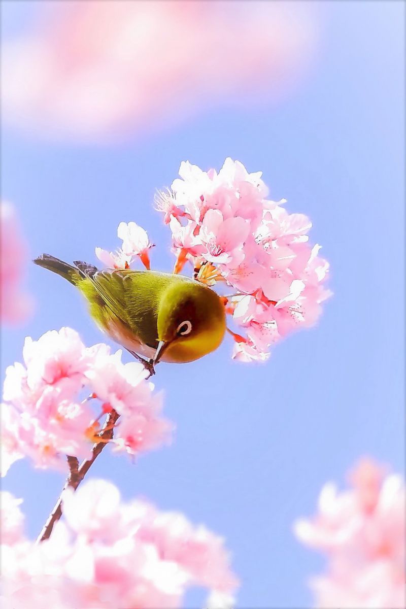 はじめて撮ったメジロくん（7 | GANREF